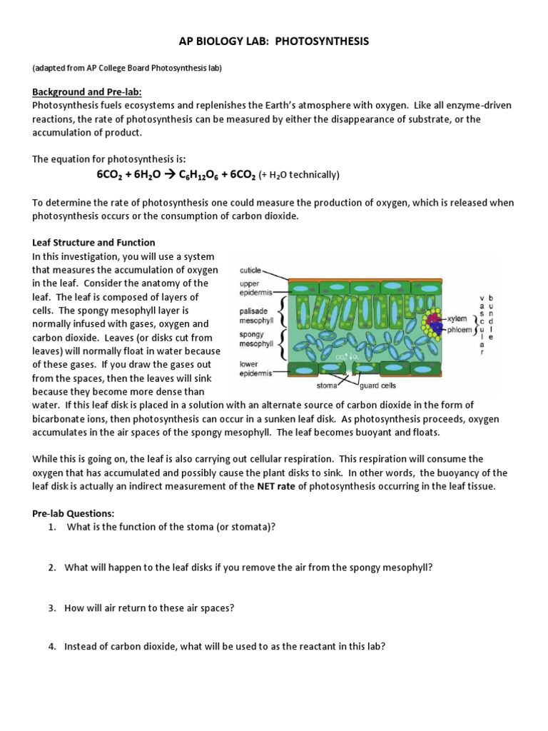 Ap Biology Lab: Photosynthesis: Background and Pre-Lab | Download Free ...