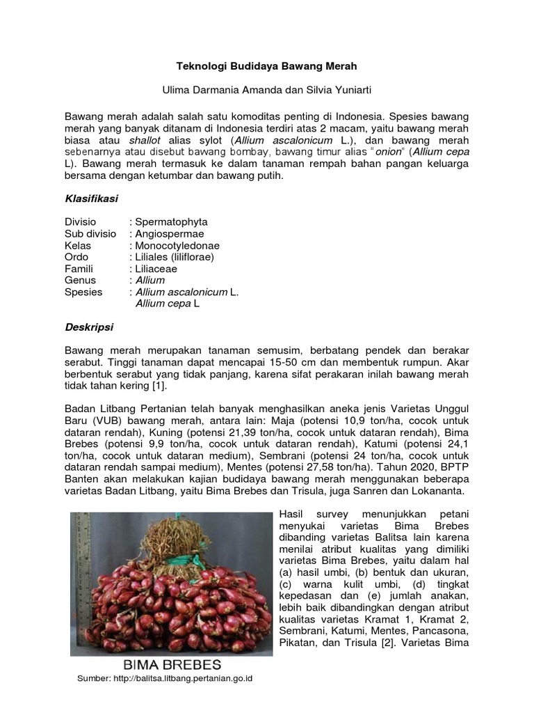 Bawangmerah 202003 | PDF