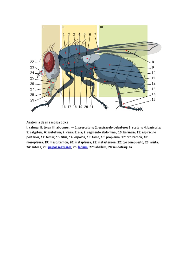 Anatomía De Una Mosca Todas Las Partes De Las Moscas Cabeza, Tórax