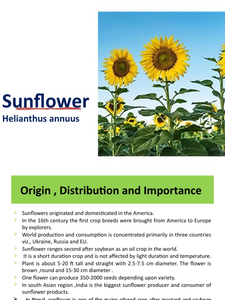 Sunflower Cultivation | PDF | Sowing | Agriculture