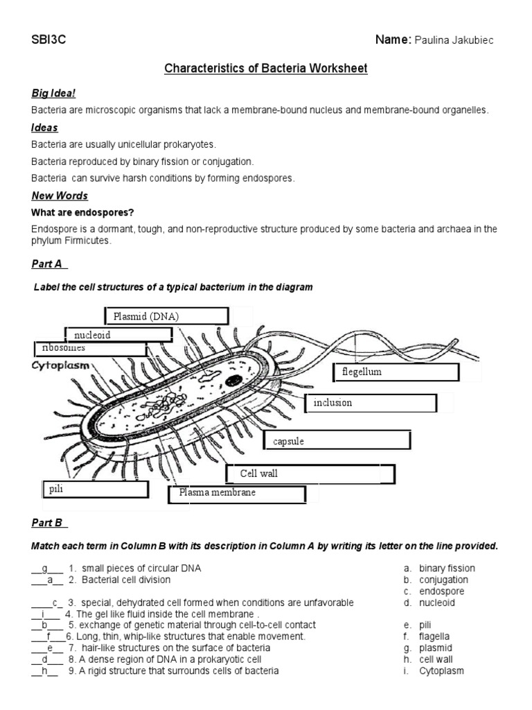 Sbi3C Name: Characteristics of Bacteria Worksheet: Big Idea! Ideas ...