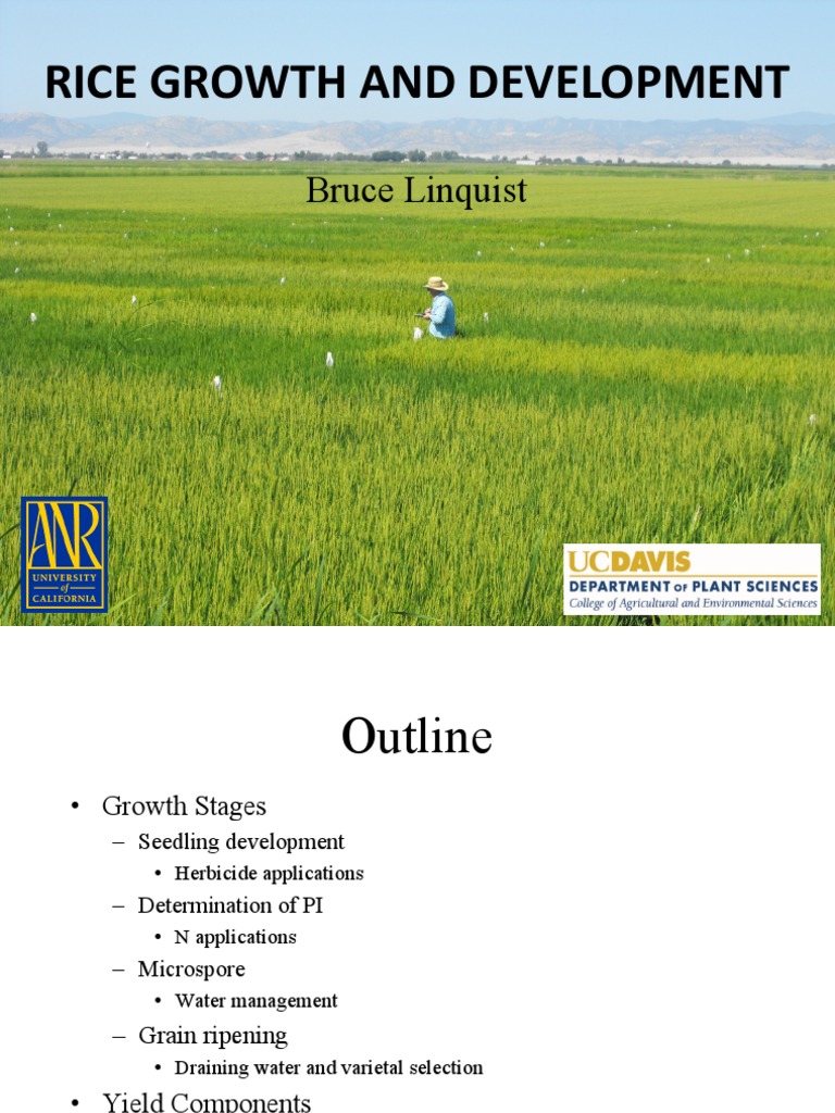 Rice Growth Stages and Management | PDF | Seed | Rice