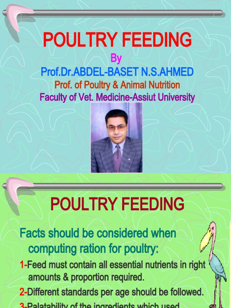 Essential Poultry Feeding Guidelines | PDF | Yolk | Broiler