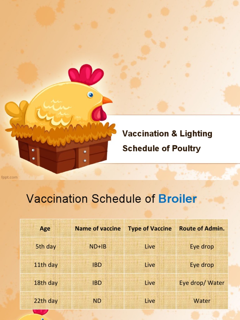 Vaccination Schedule | PDF | Poultry Farming | Poultry