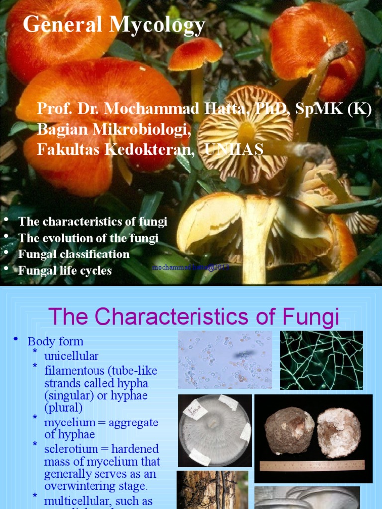 Understanding the Fungal Kingdom: A Comprehensive Overview of Fungal ...