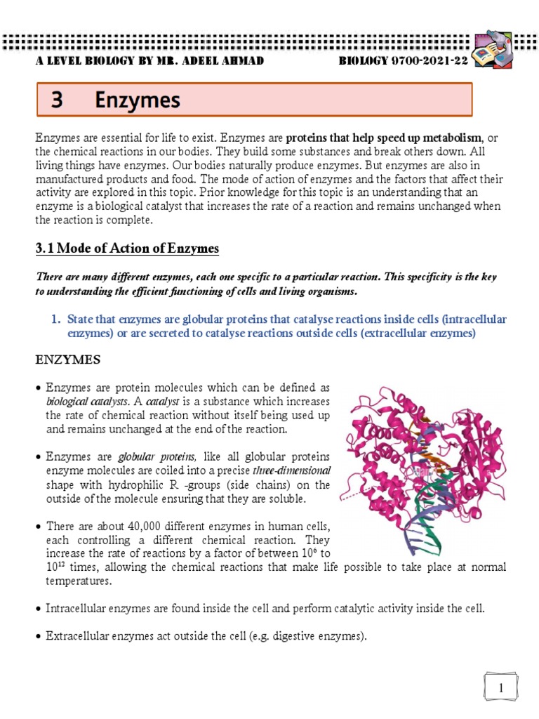 3 Enzymes 2021-22 A Level Biology by Mr. ADEEL AHMAD | PDF | Enzyme ...