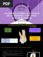 Segundo Molar Inferior | PDF