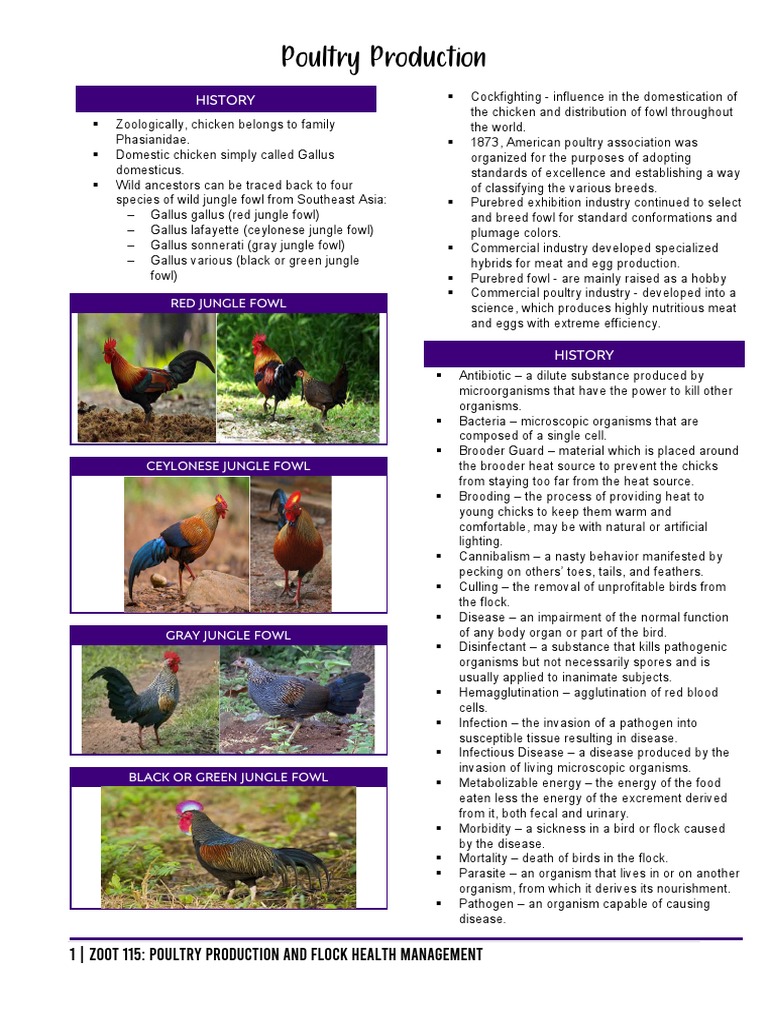 Poultry Production History and Terminology Guide | PDF | Chicken | Birds