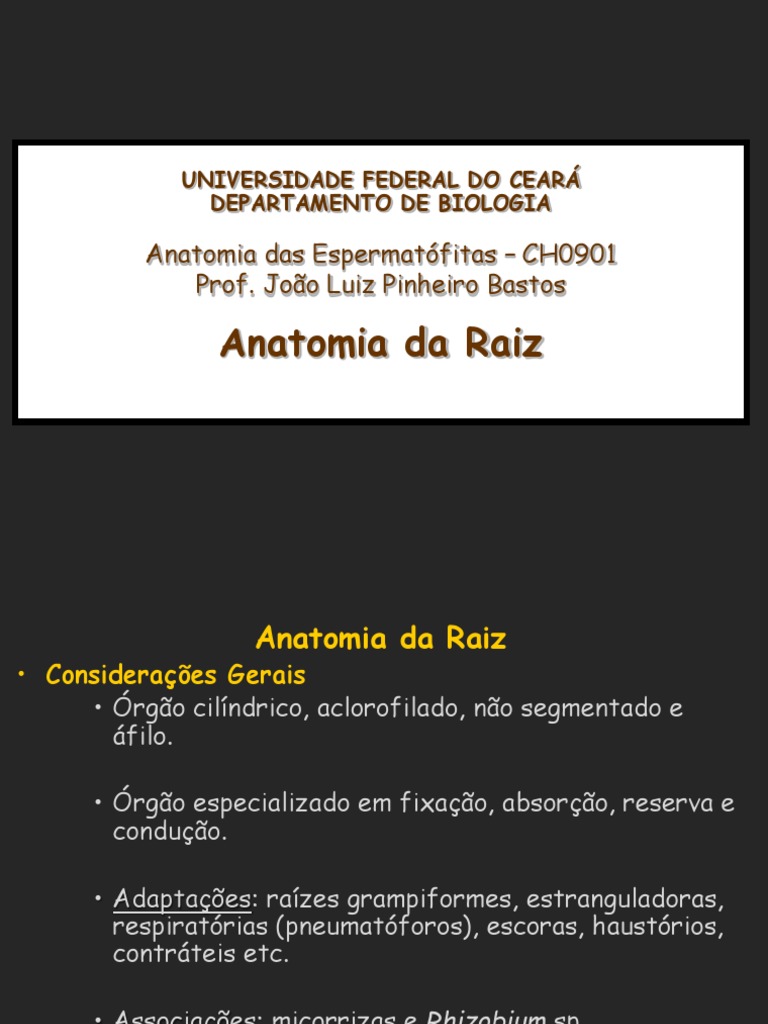 Anatomia e Classificação da Raiz | PDF | Raiz | Fisiologia Vegetal