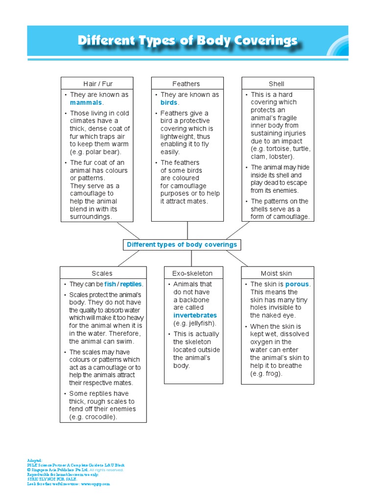 Different Types of Body Coverings Min | PDF | Fur | Reptile