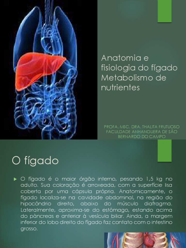 Anatomia e Funções do Fígado | PDF | Fígado | Colesterol