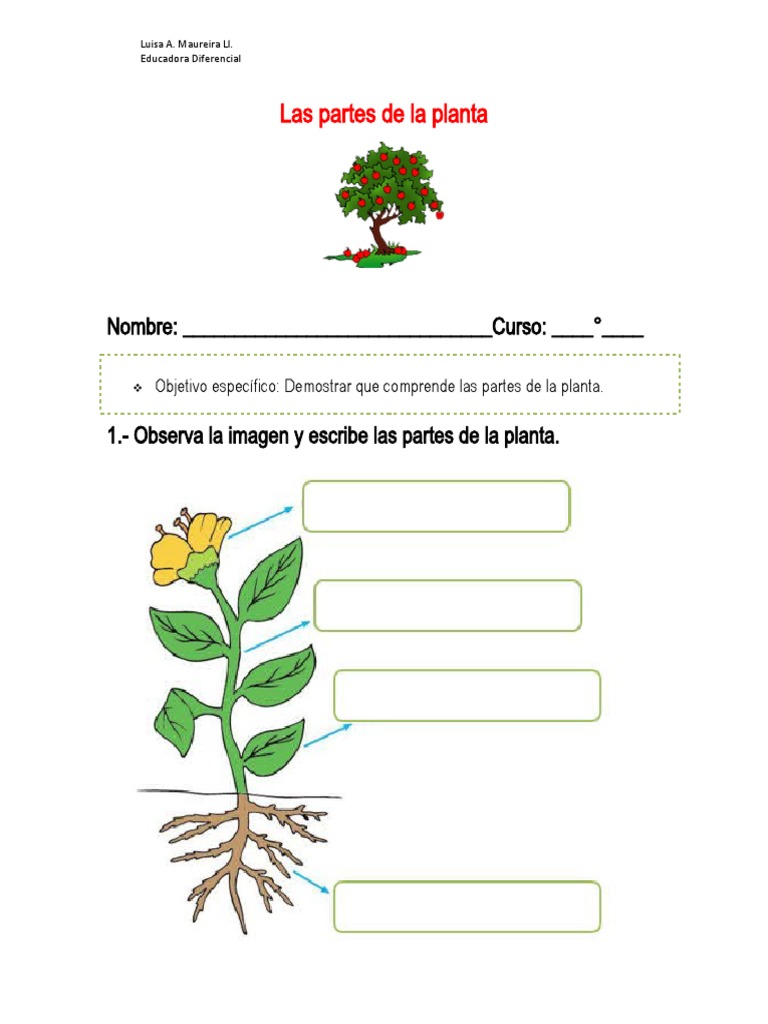 Las Partes de La Planta Guía de Aprendizaje | PDF