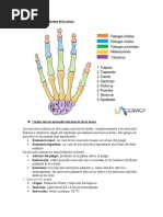 Músculos de la eminencia tenar y hipotenar | PDF | Mano | Anatomía humana