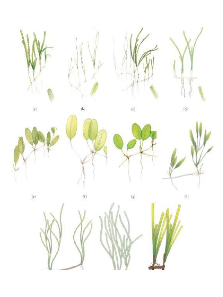 Gambar 12 Jenis Lamun | PDF