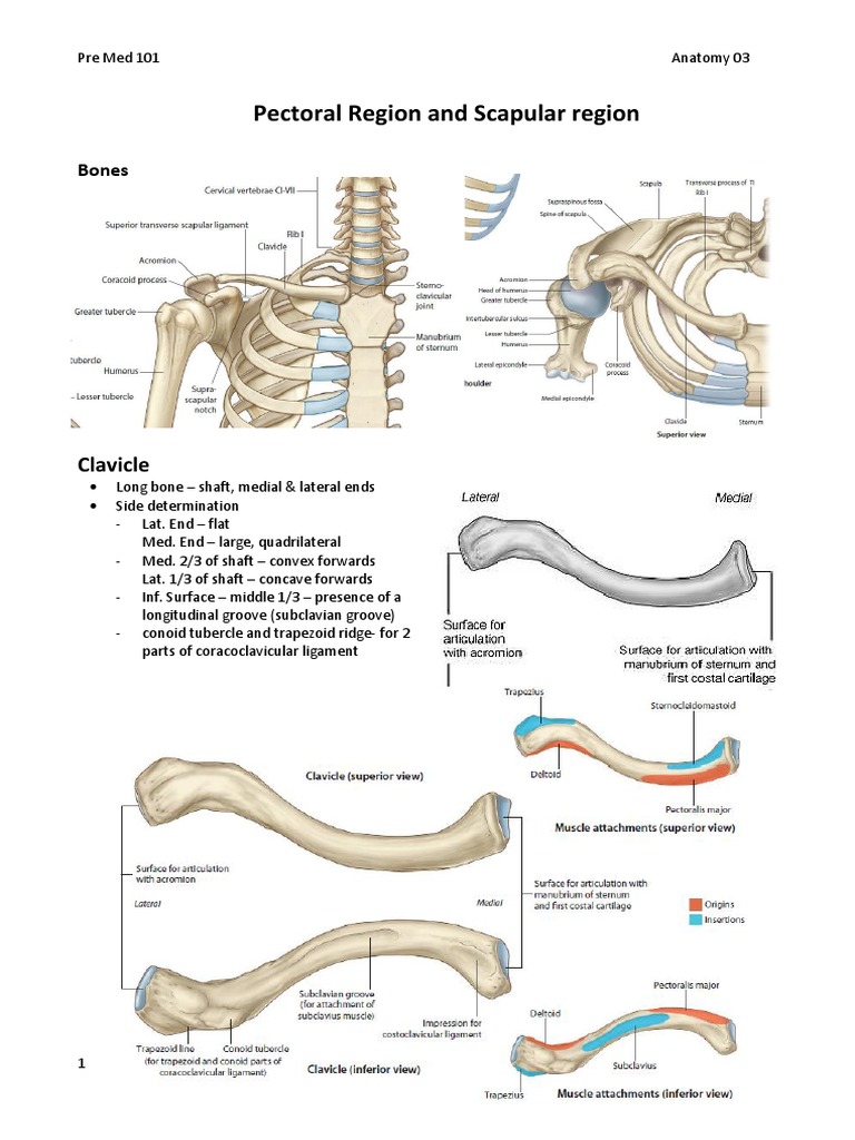 Anatomy 03 - Pectoral and Scapular Region (Pre Med 101) | PDF | Limbs ...