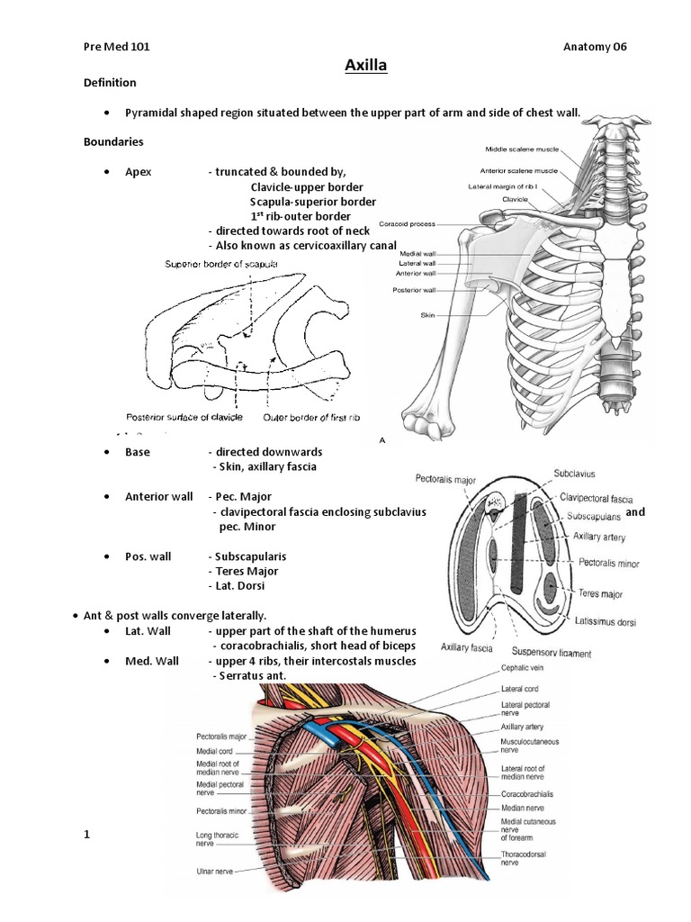 Anatomy 06 - Axilla (Pre Med 101) | PDF | Arm | Anatomical Terms Of Motion