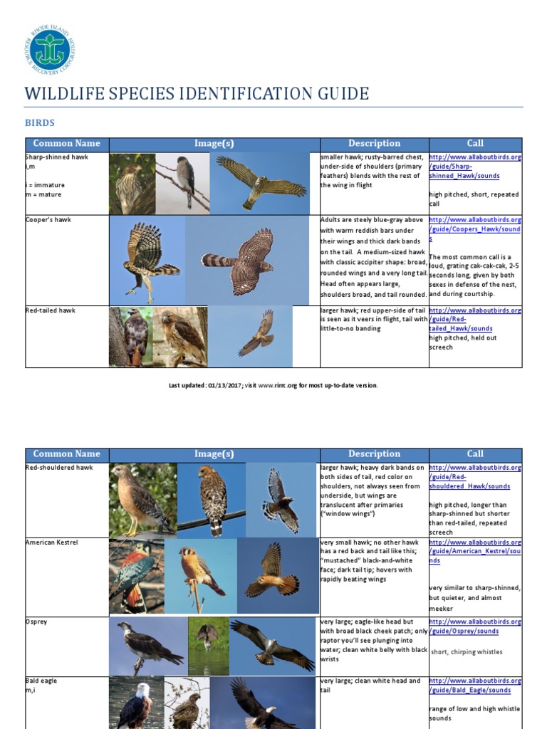 Wildlife Species Identification Guide: Birds | PDF | Hawk | Gull