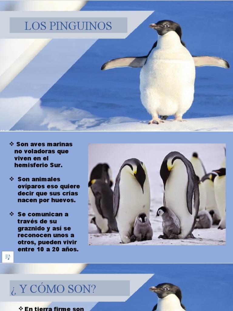 Información sobre los pingüinos para niños | PDF | Cocina, comidas y ...