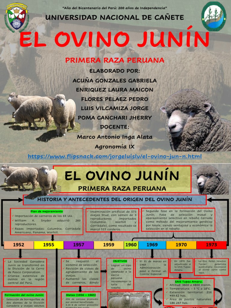 El Ovino Junín Primera Raza Peruana | PDF | Oveja | Ganado