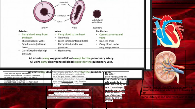 Vein Artery Capillary: Thin Wall Wide Lumen Valve Thick Wall Narrow ...