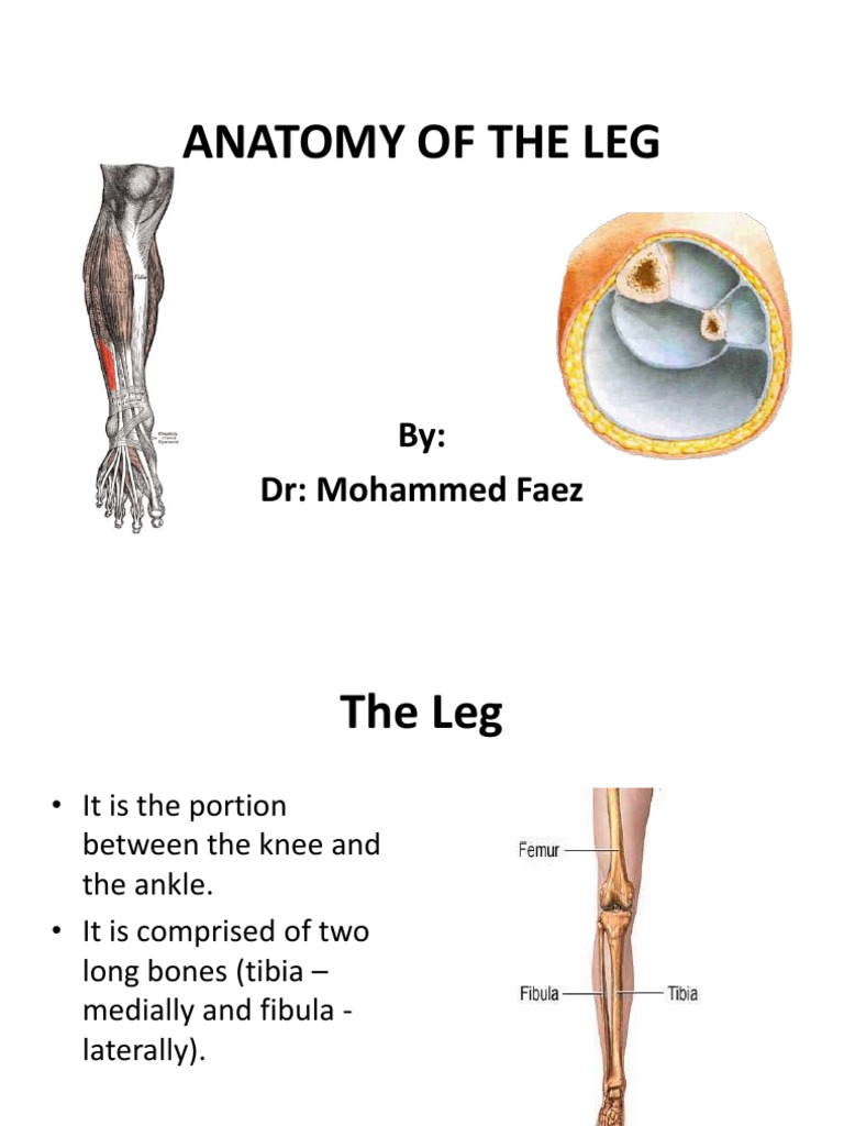 Anatomy of The Leg: By: DR: Mohammed Faez | PDF | Foot | Human Leg