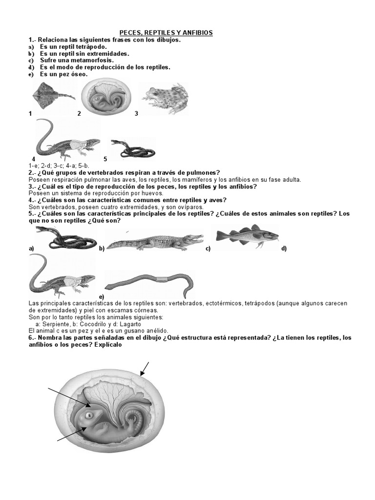 Actividades Peces Reptiles Anfibios 1 Eso | PDF | Reptil | Anfibio