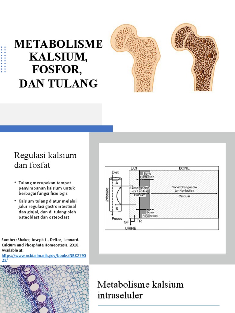 Metabolisme Kalsium, Fosfor, Dan Tulang | PDF