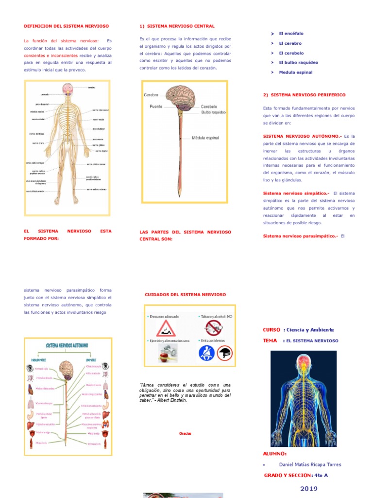 Sistema Nervioso - Triptico | PDF | Sistema nervioso | Cerebro