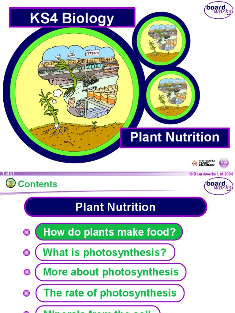 KS4 Biology: Plant Nutrition | PDF | Photosynthesis | Leaf