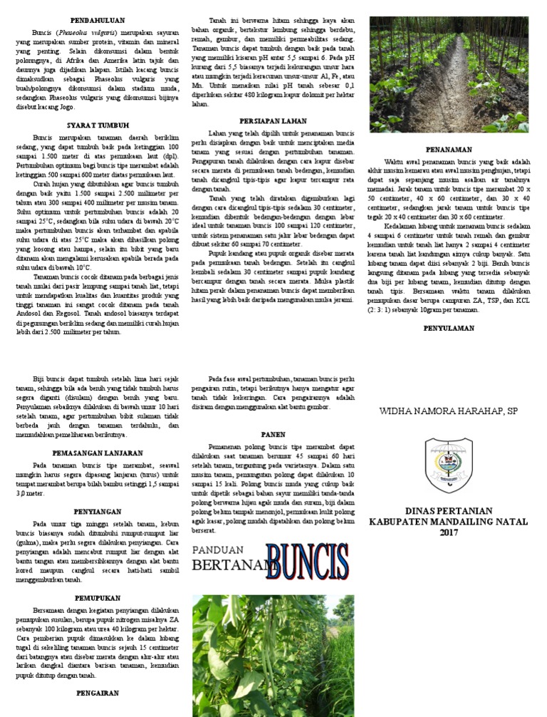Panduan Budidaya Tanaman Buncis | PDF | Griya & Taman | Sains & Matematika