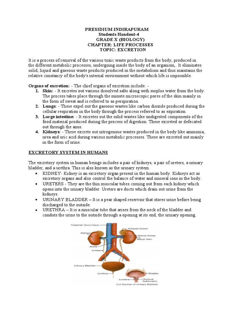 Excretion | PDF | Kidney | Excretion
