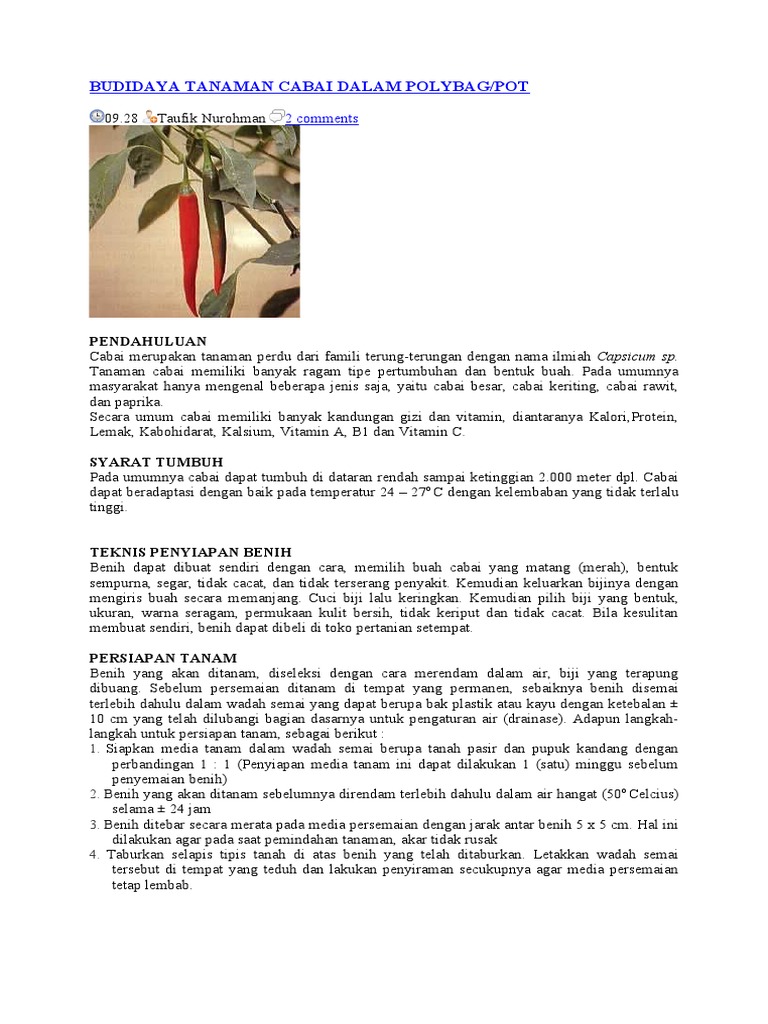 Budidaya Tanaman Cabai Dalam Polybag | PDF | Griya & Taman | Teknologi & Rekayasa