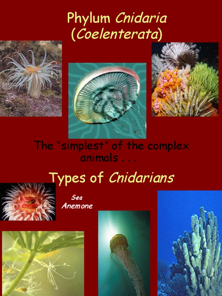 Phylum Cnidaria | PDF | Zoology | Biology
