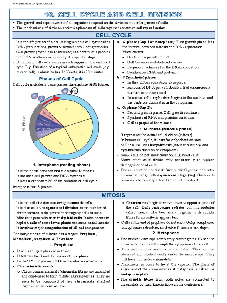 10 Cell Cycle N Cell Division-Notes | PDF | Meiosis | Mitosis