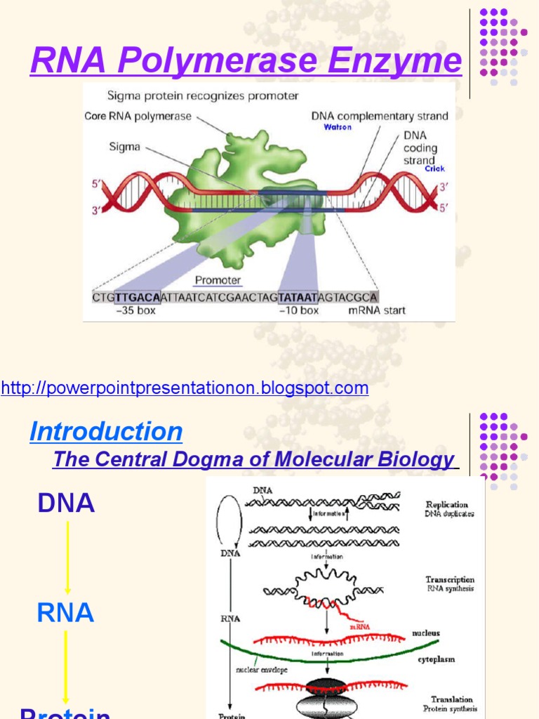 RNA - Polymerase 1 Class | PDF | Rna | Messenger Rna