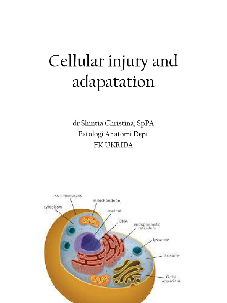Cellular Injury and Adaptation | PDF