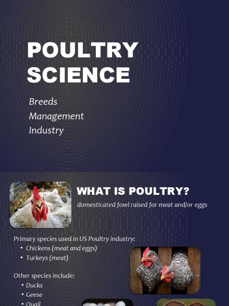 Poultry Science: Breeds Management Industry | PDF | Chicken | Poultry