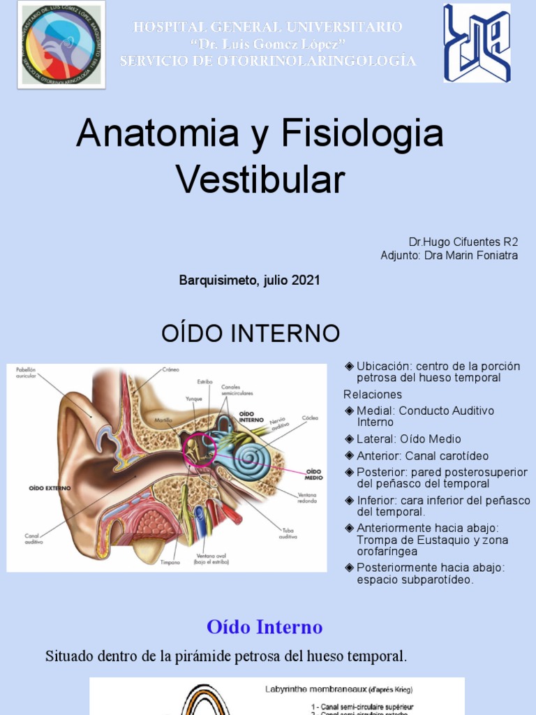 Fisiologia Vestibular | PDF | Oído | Sistema Auditorio