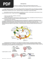 Espermatófitas | PDF | Plantas | Botânica