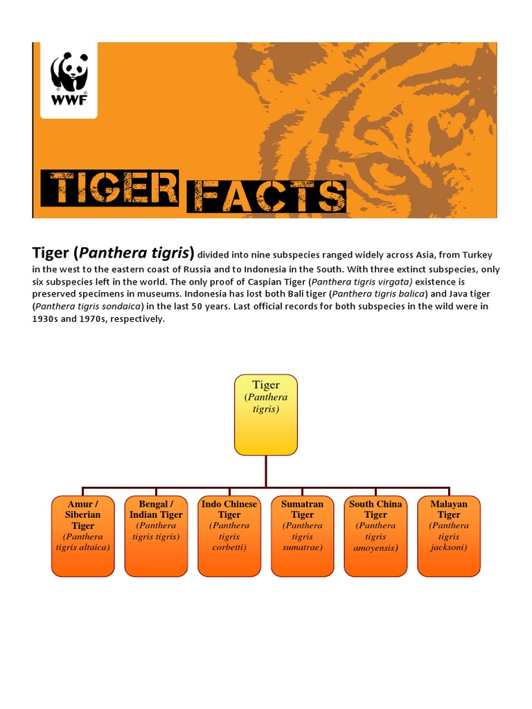 Tiger Facts | PDF | Tiger | Panthera