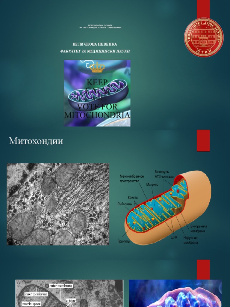 Molekularna Osnova Na Mitohondrijalnite Zaboluvanja - 5 | PDF