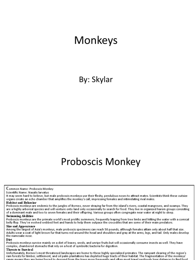 Monkeys: By: Skylar | PDF | Zoology