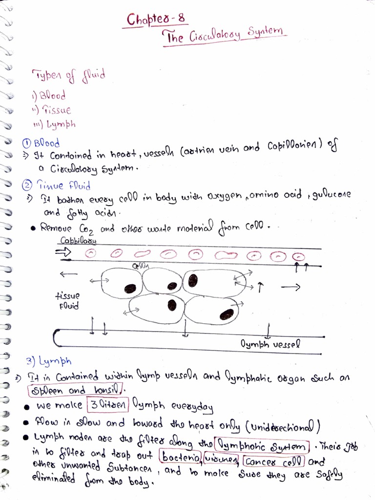 Circulatory System Class 10 Icse | PDF