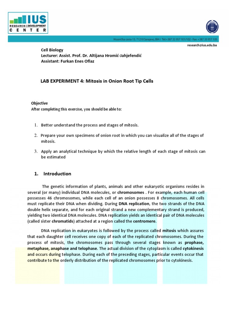 LAB EXPERIMENT 4: Mitosis in Onion Root Tip Cells | PDF | Mitosis | Chromosome