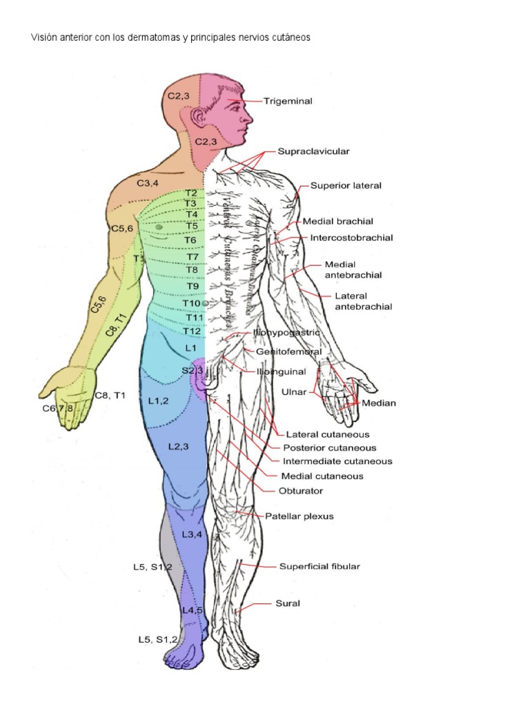 Dermatoma | PDF | Termorregulación | Especialidades Medicas