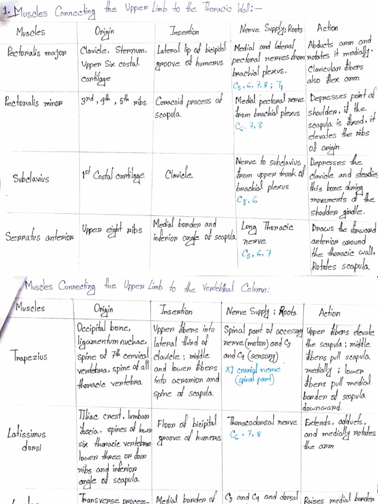 Upper Limb Muscle Connections | PDF | Musculoskeletal System | Anatomy