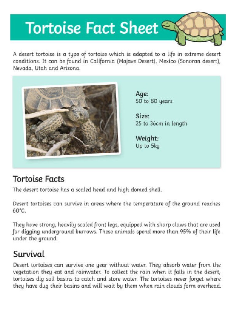 Non-Chronological Report - Year 2 | PDF | Bears | Polar Bear