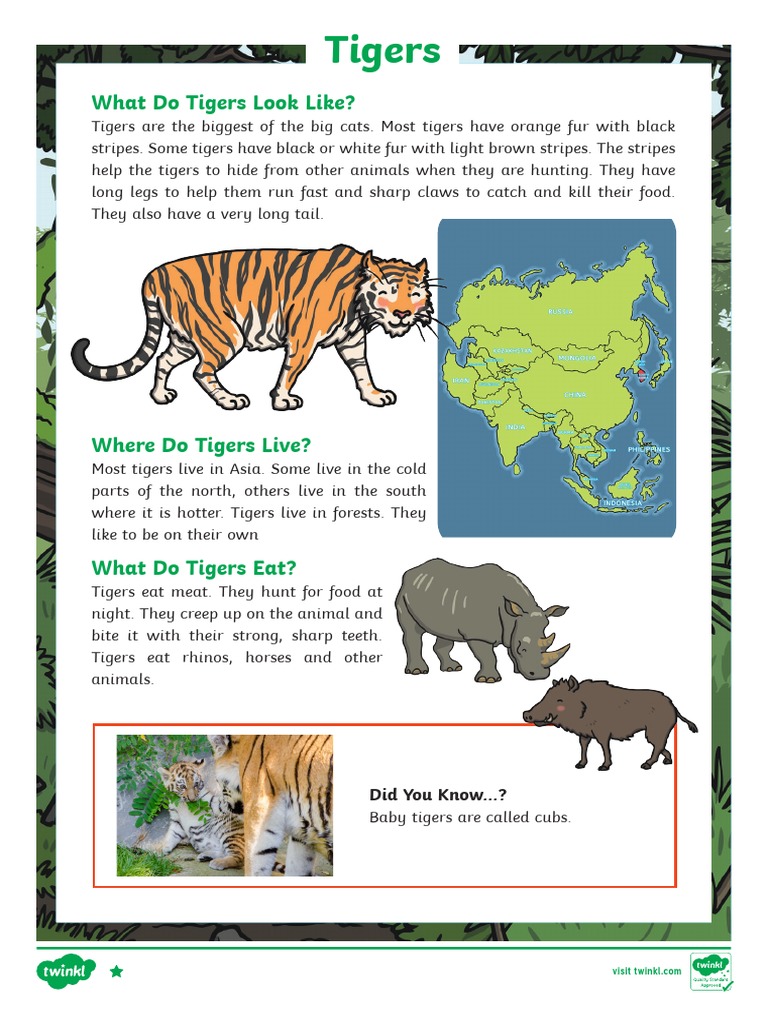 Tigers Differentiated Reading Comprehension Activity | PDF | Tiger | Cats