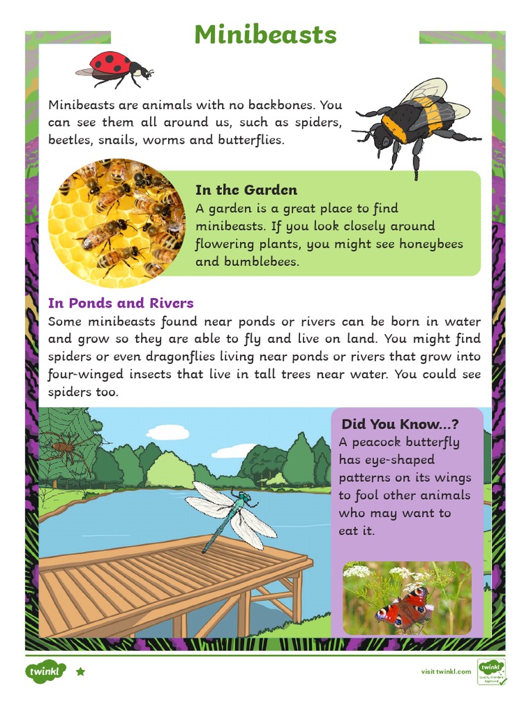 Minibeasts: in The Garden | PDF | Bumblebee | Bees
