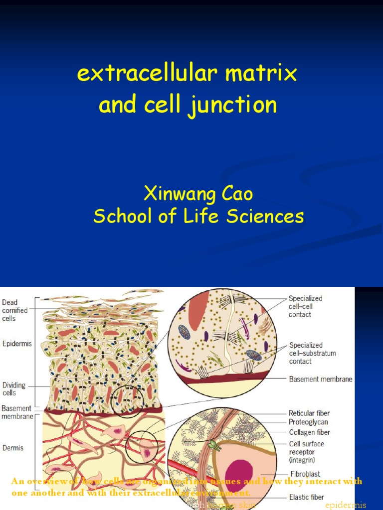 Cell Junction and Extracellular Matrix | PDF | Cell Adhesion ...